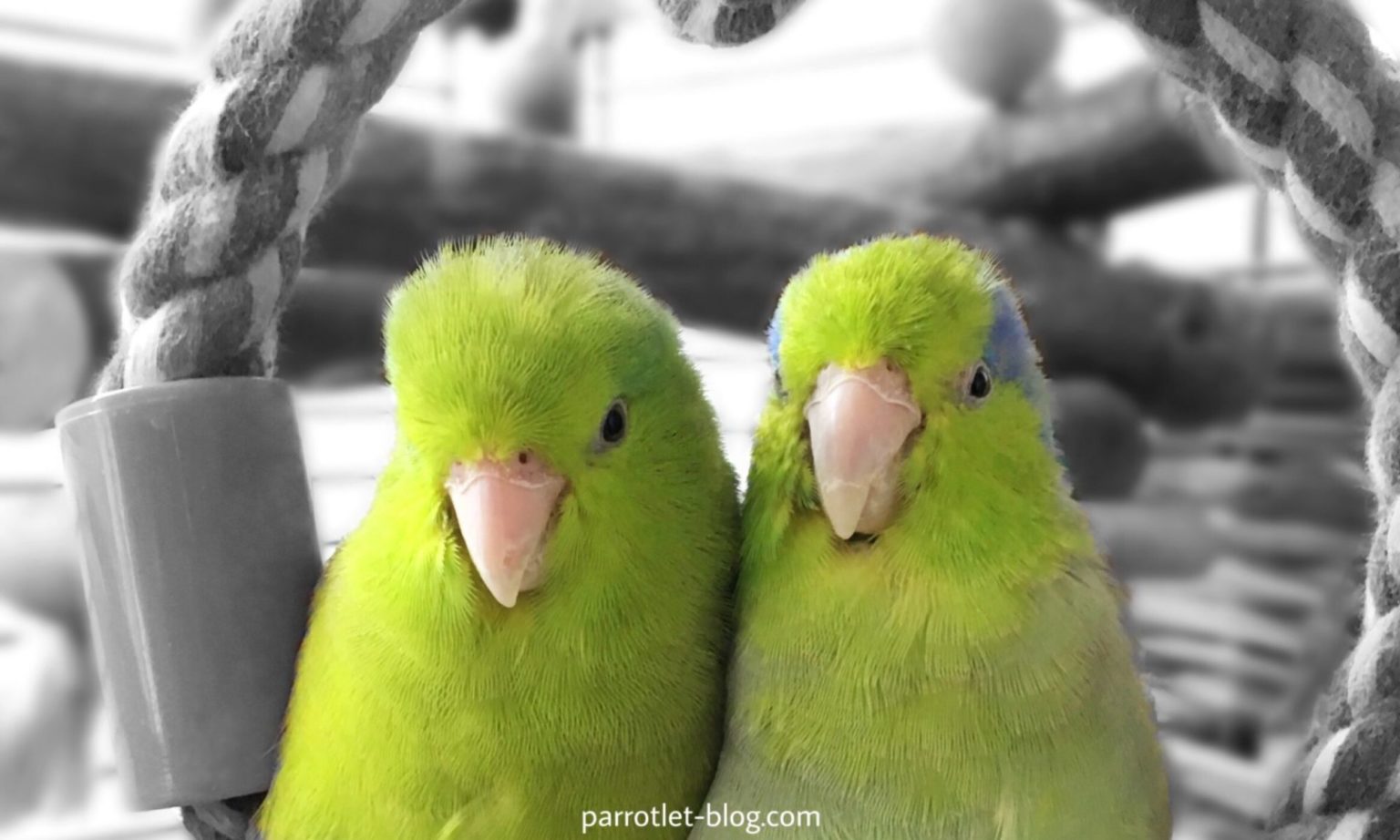 What is a Parrotlet? General Information about Parrotlets | Parrotlet Blog