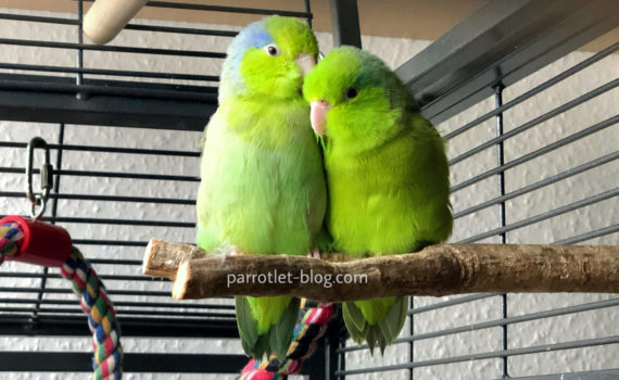 Cage Setup for Parrotlets - Parrotlet-Blog